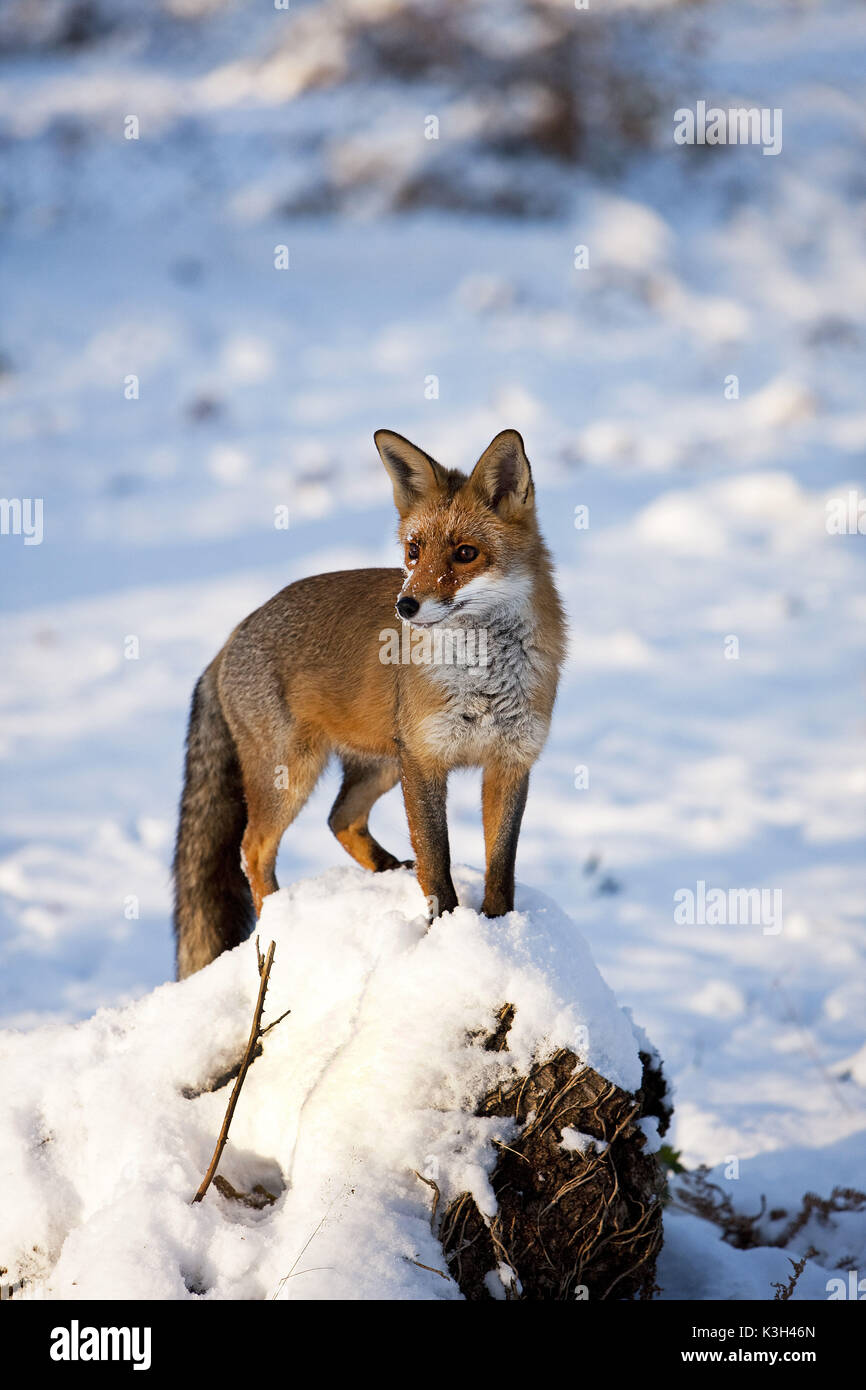 Red fox standing up hi-res stock photography and images - Alamy