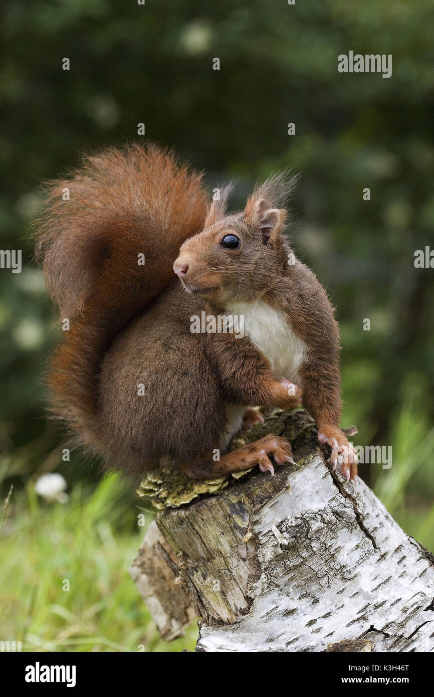 Adult squirrel hi-res stock photography and images - Alamy