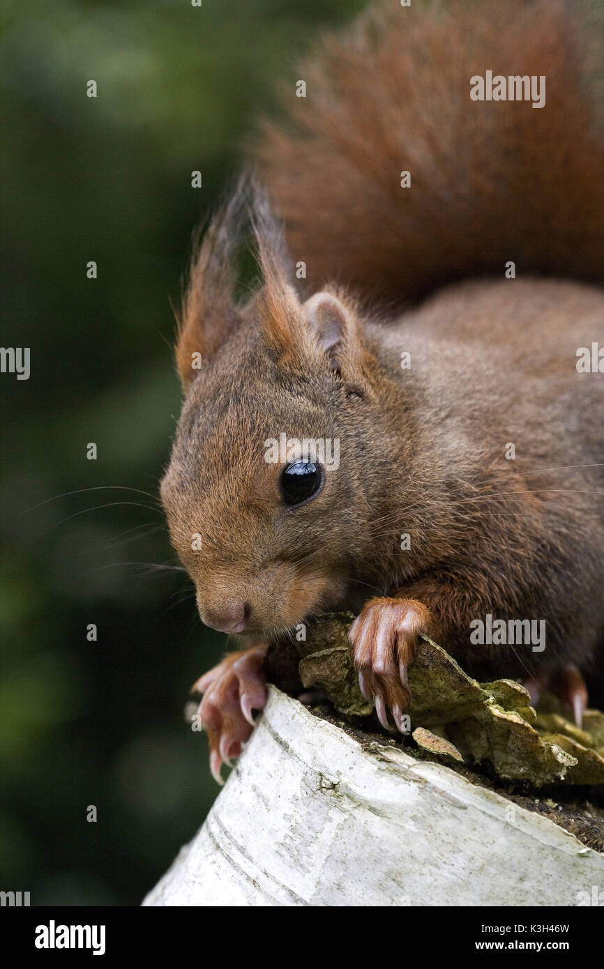 Adult squirrel hi-res stock photography and images - Alamy