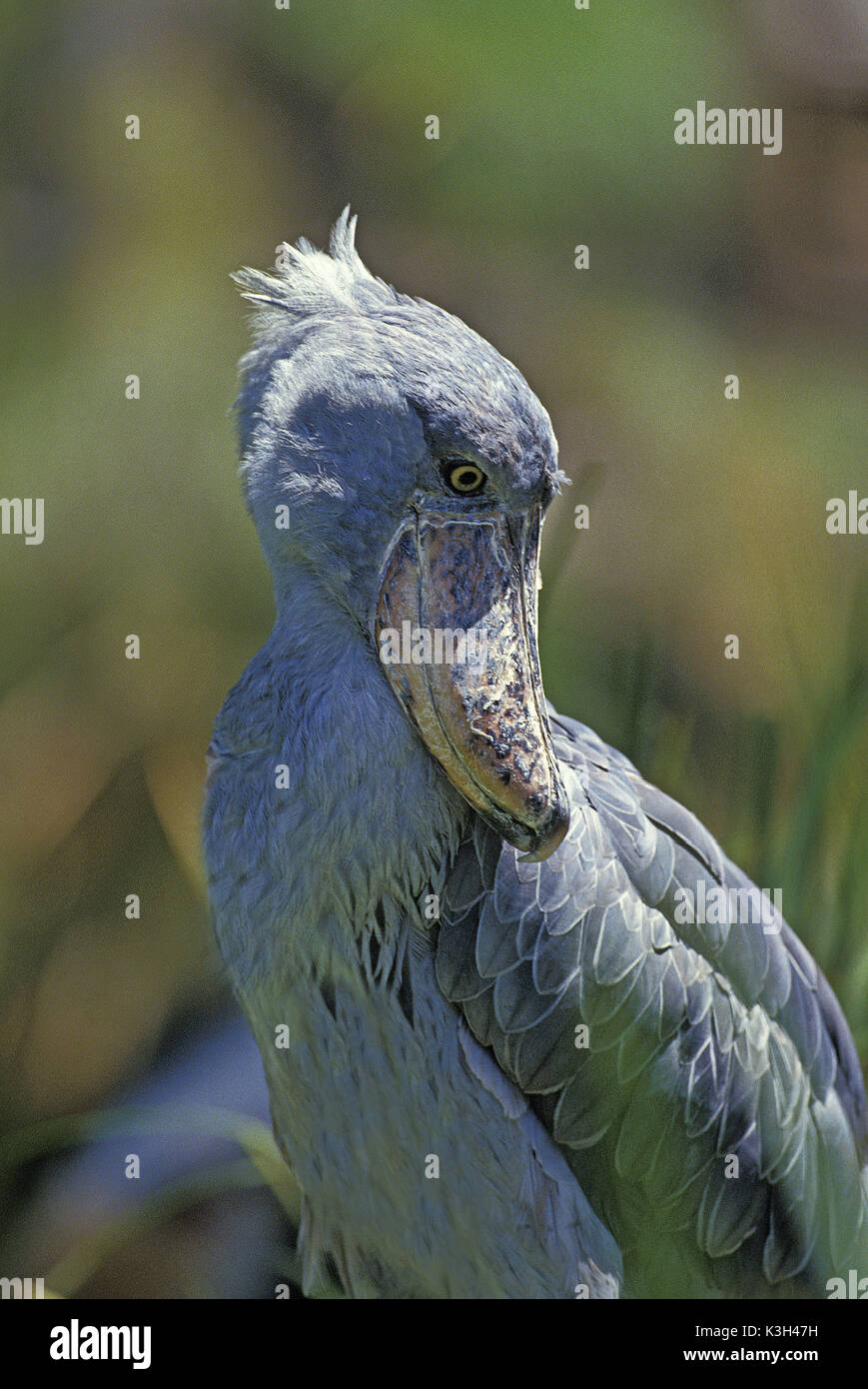 Shoebill Stork or Whale-Headed Stork, balaeniceps rex Stock Photo - Alamy