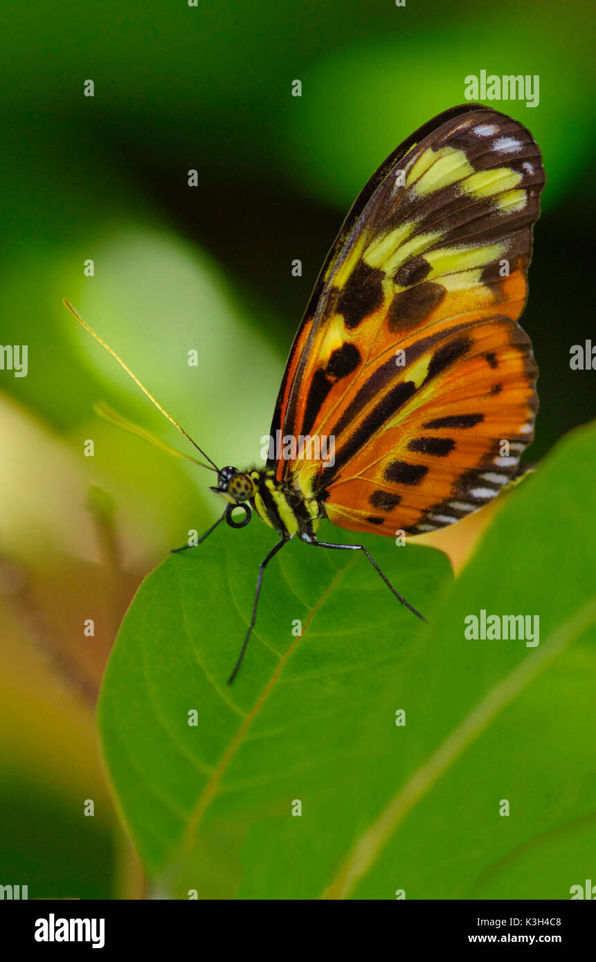 Piano Key Butterfly, Heliconius melpomene Stock Photo - Alamy