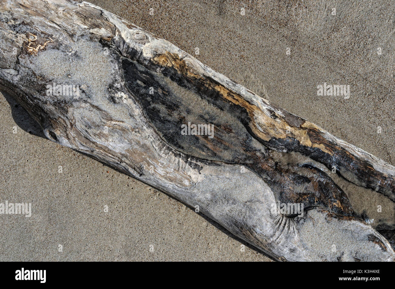 Natural Science, The trunk of the tree, thrown on sea shore Stock Photo ...