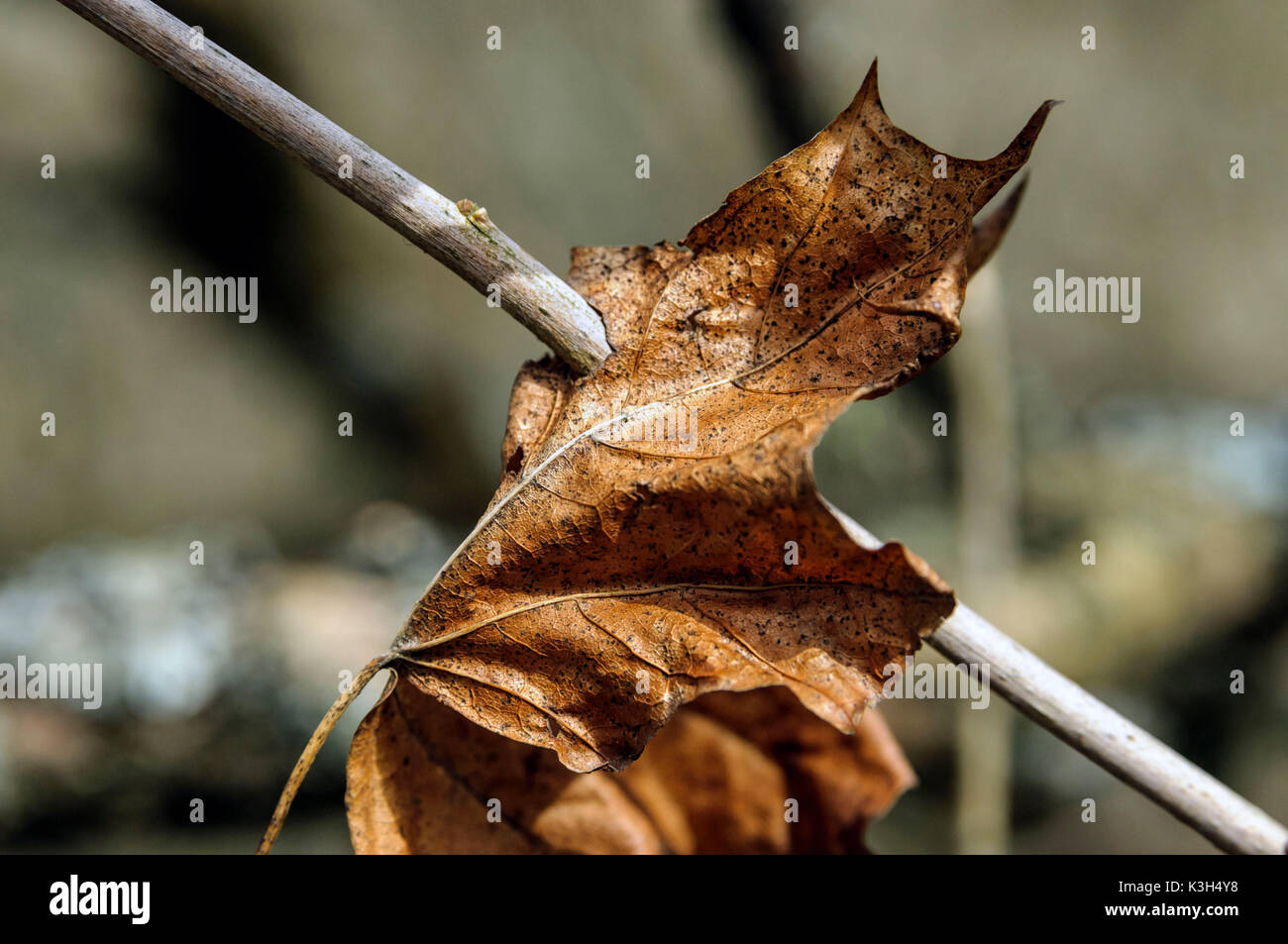 Fallen maple leaf hi-res stock photography and images - Alamy
