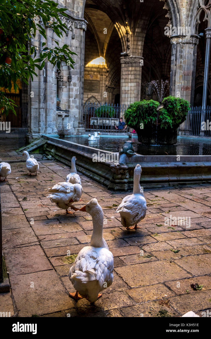 Geese at cathedral of barcelona in gothic quarter hi-res stock ...