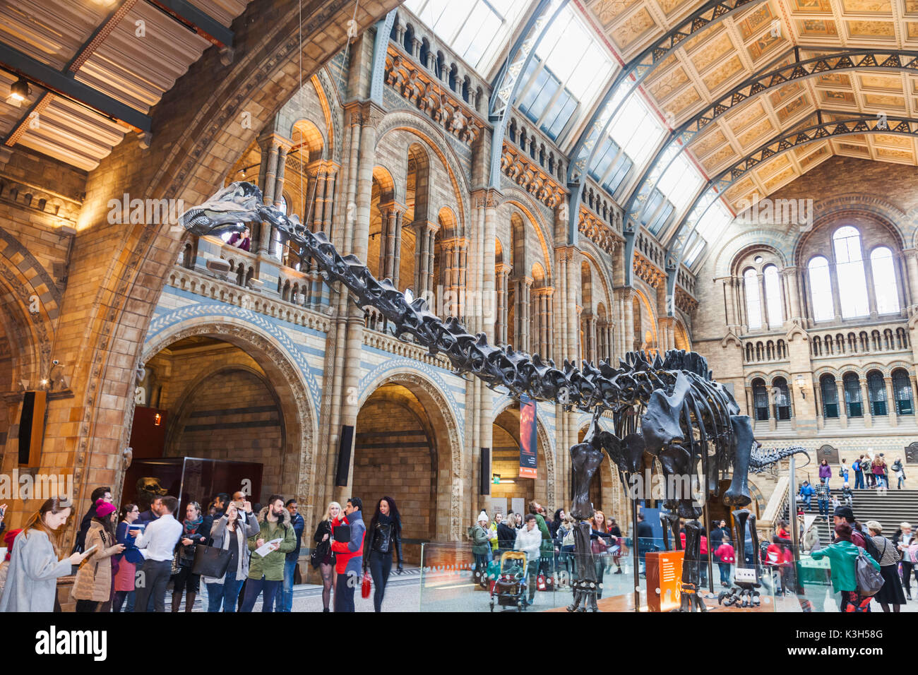 Dinosaur skeleton museum hi-res stock photography and images - Alamy