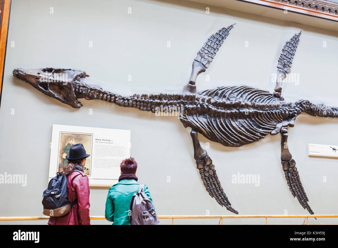 Natural history museum london dinosaurs hi-res stock photography and ...