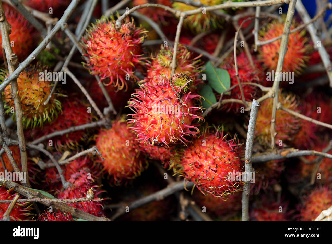 Fresh Rambutan with stems Stock Photo - Alamy