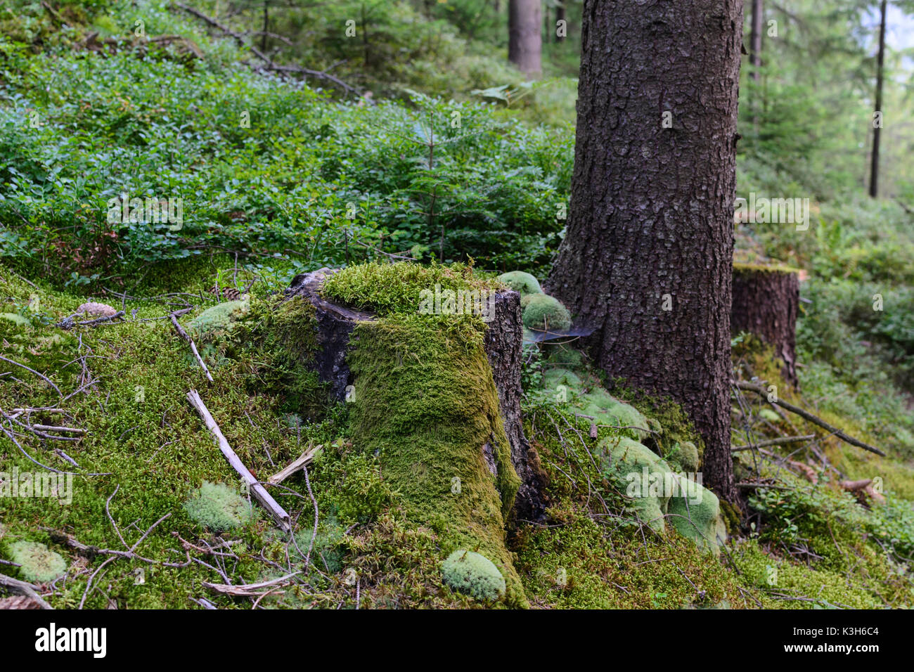 Old tree stump covered with moss in the forest. Photo nature Stock ...