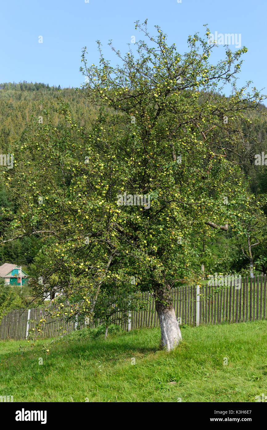 Apple tree with a lot of apples vertical photo Stock Photo - Alamy