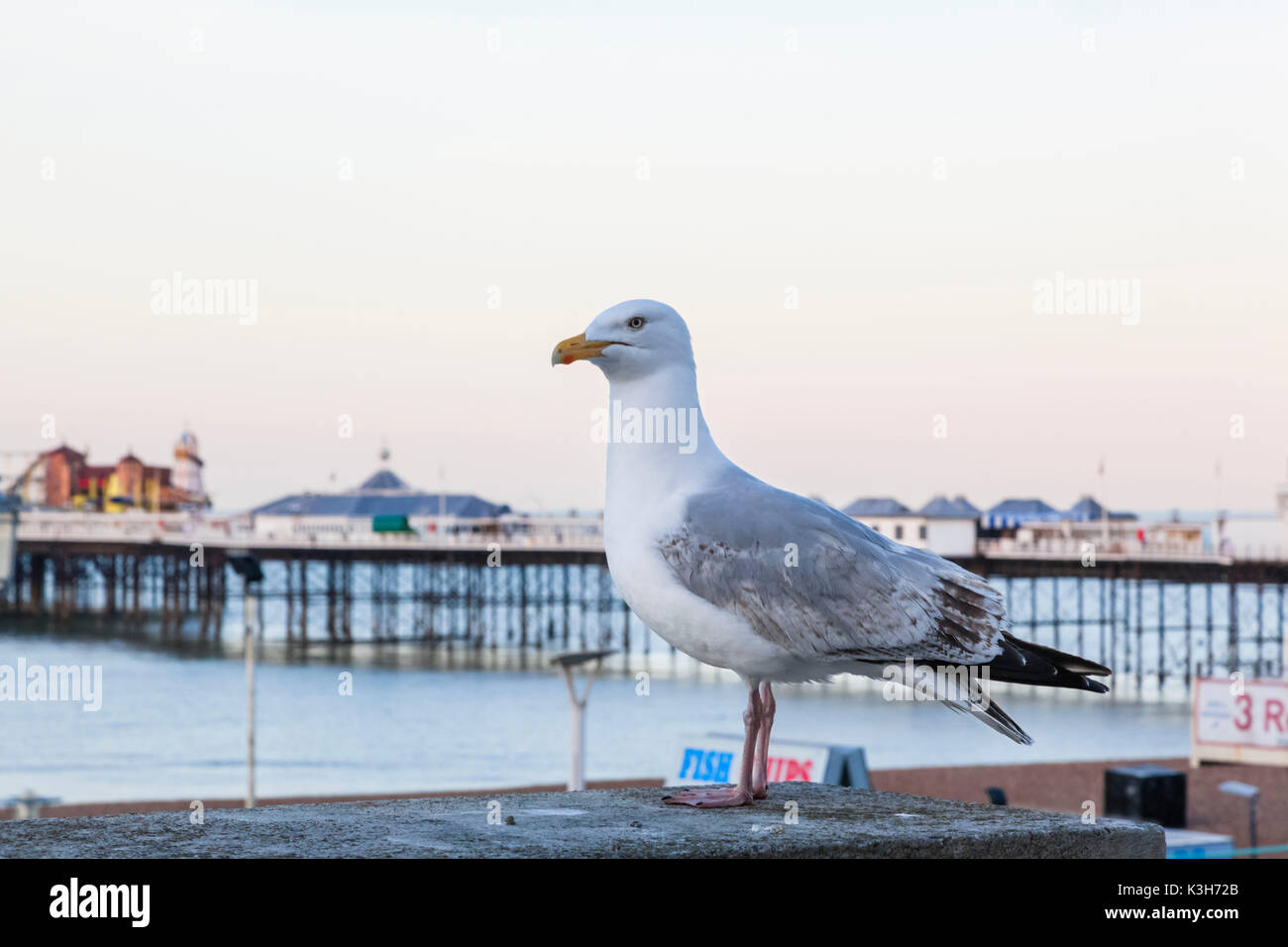 English seagull hi-res stock photography and images - Alamy