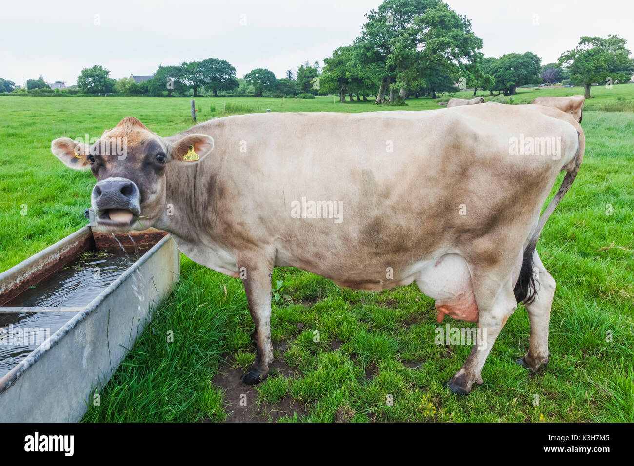 United Kingdom, Channel Islands, Jersey, Jersey Cow Stock Photo - Alamy