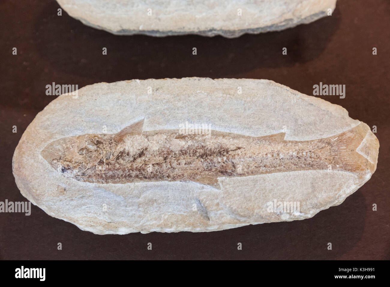 Germany, Bavaria, Munich, The German Hunting and Fishing Museum ...