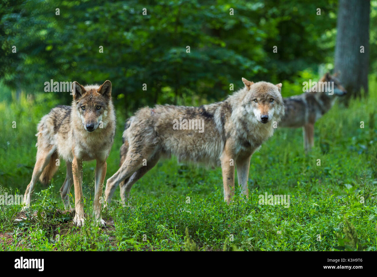 European Gray Wolf, Canis lupus lupus, Group of Wolves, Germany Stock ...