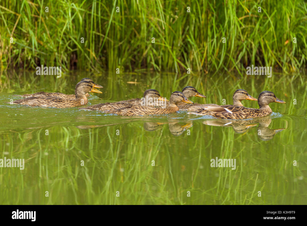 Ducks of germany hi-res stock photography and images - Alamy