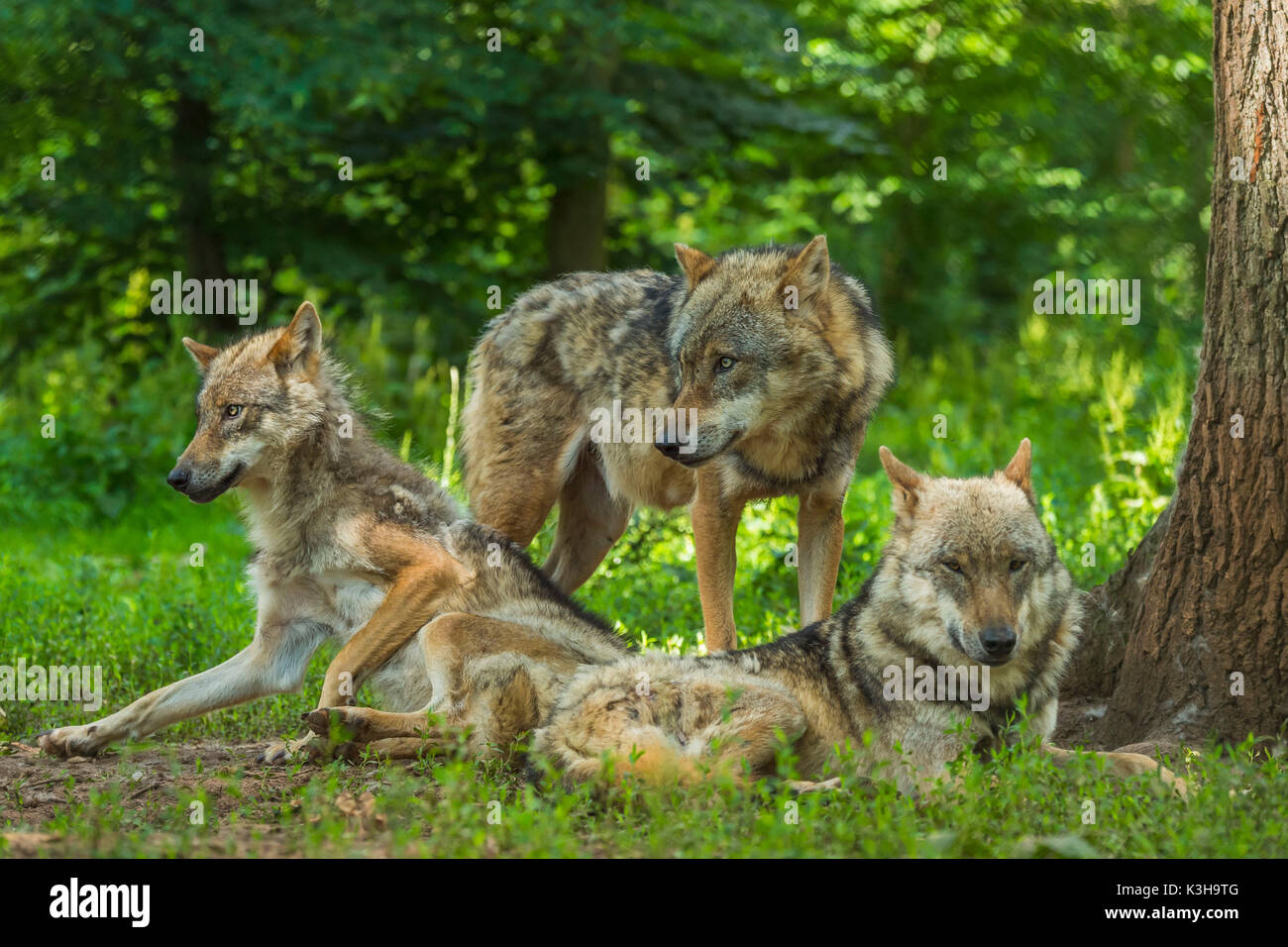 European Gray Wolf, Canis lupus lupus, Group of Wolves, Germany Stock ...