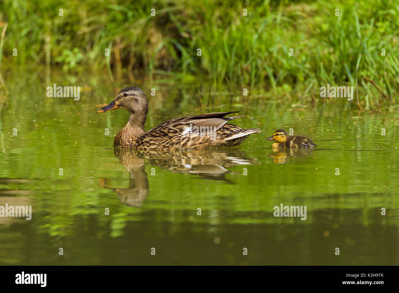 Duck duckling two birds hi-res stock photography and images - Alamy