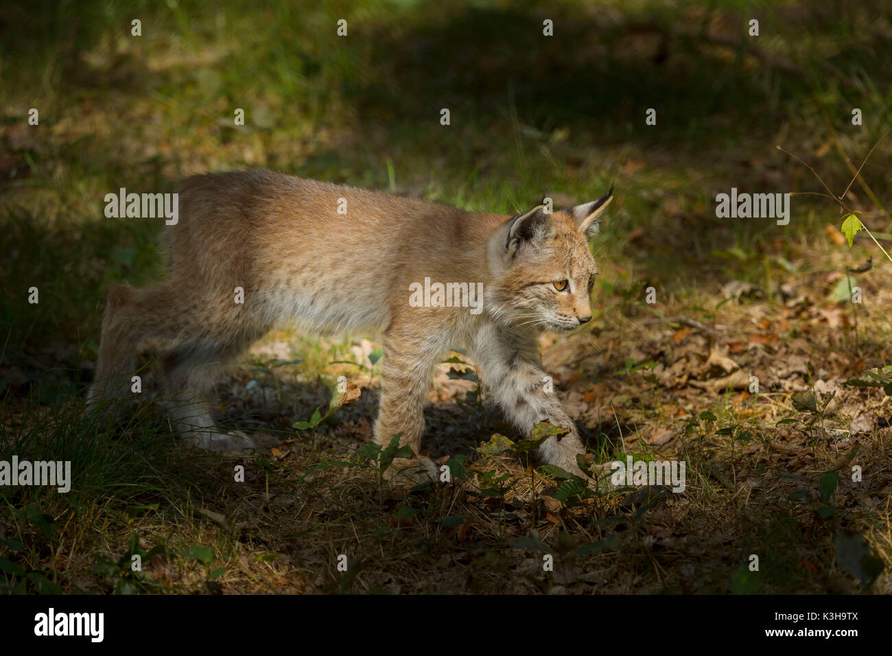 European Lynx, Lynx Lynx, Kitten, Germany Stock Photo - Alamy