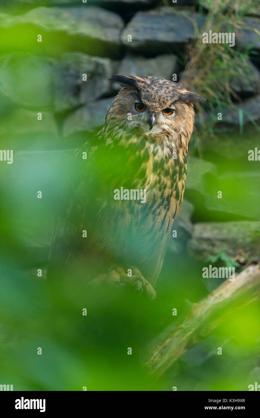 Eagle Owl, Bubo bubo Stock Photo - Alamy