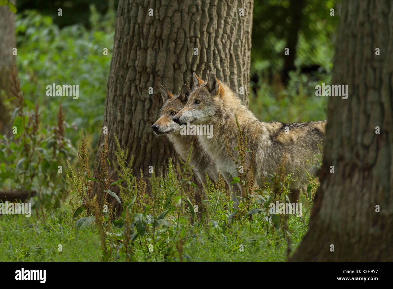 European Gray Wolf, Canis lupus lupus, two Wolves, Germany Stock Photo ...
