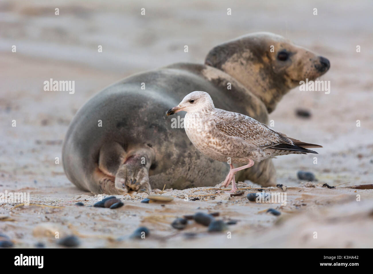 Female herring gull High Resolution Stock Photography and Images - Alamy