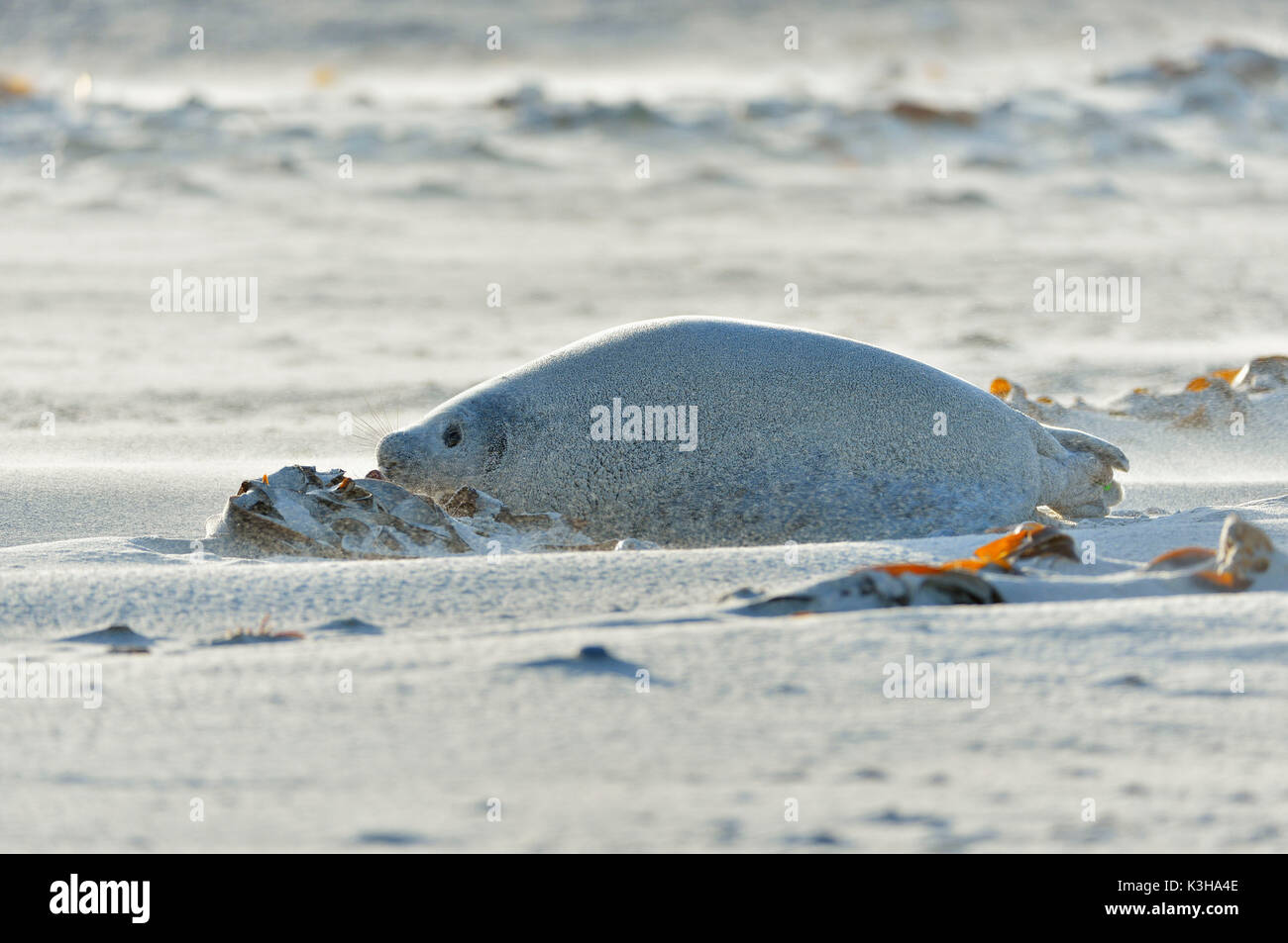 Seal waving hi-res stock photography and images - Alamy