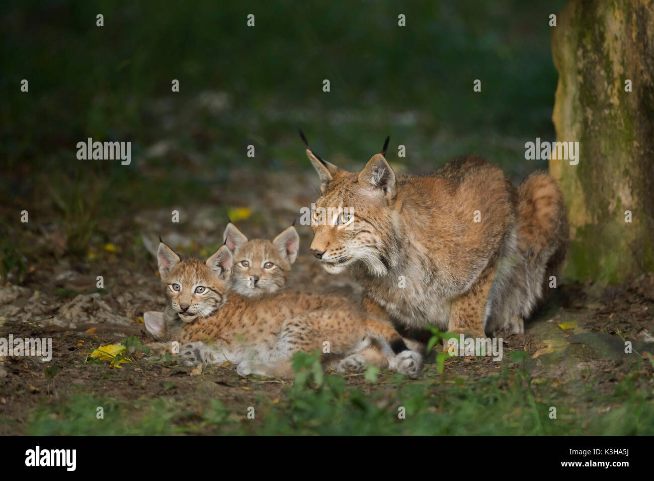 European Lynx, Lynx Lynx, Female with Kittens, Germany Stock Photo - Alamy