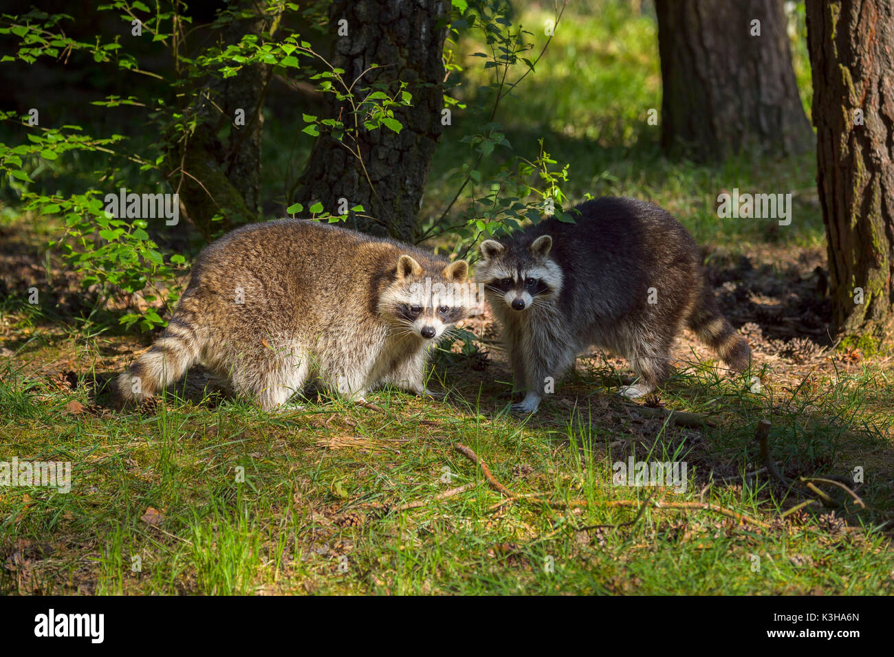 Raccoon, Procyon lotor Stock Photo - Alamy