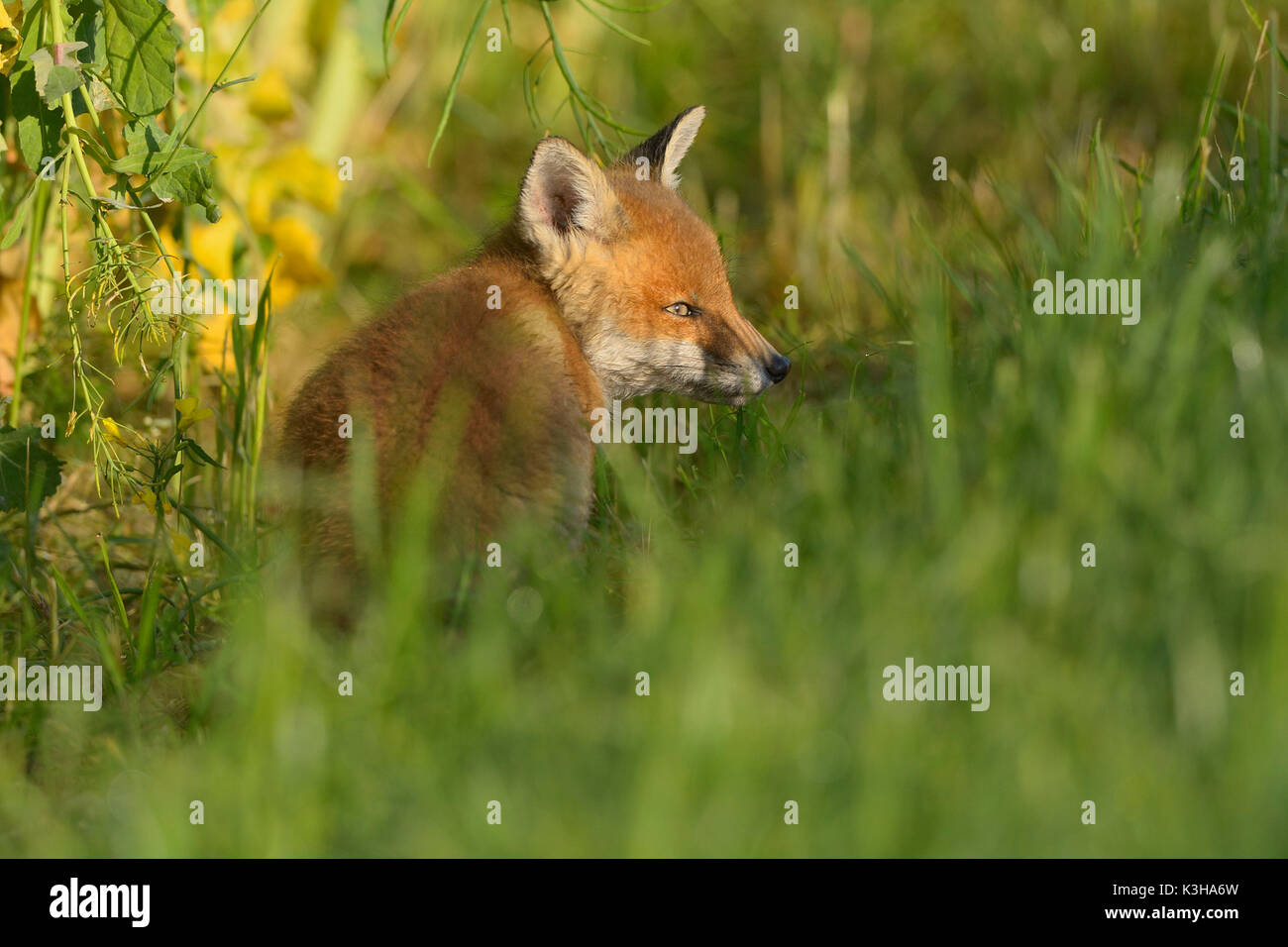 Red Fox, vulpes vulpes, Young Fox, Germany, Europe Stock Photo - Alamy