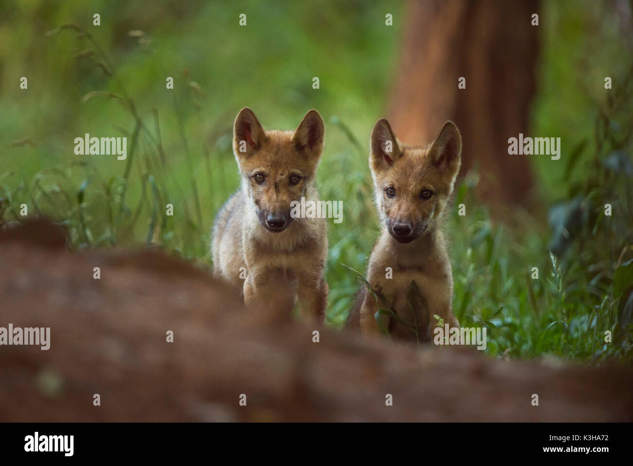 Gray wolf pups hi-res stock photography and images - Alamy