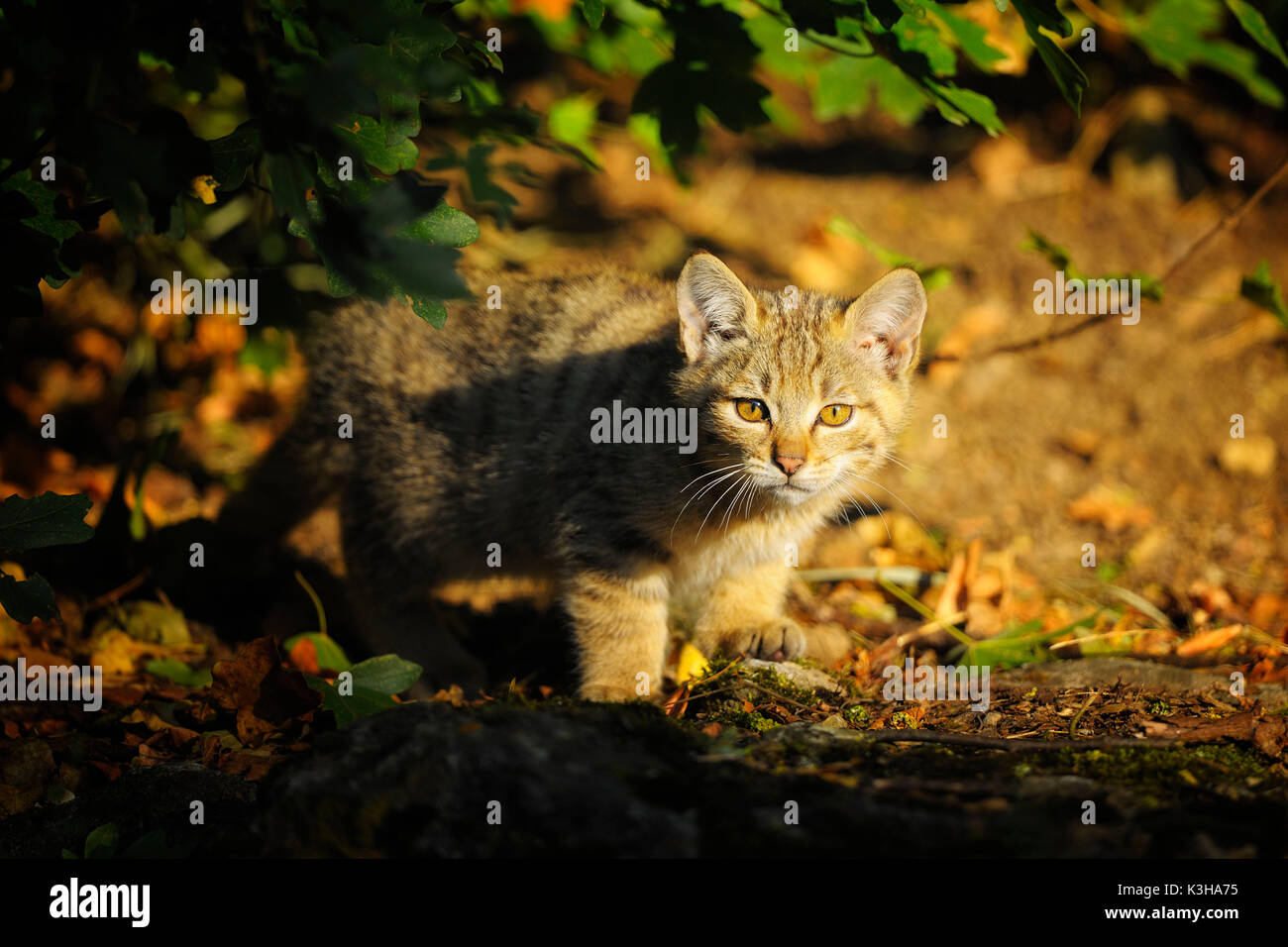 Young Wildcat, Felis silvestris, Germany Stock Photo - Alamy