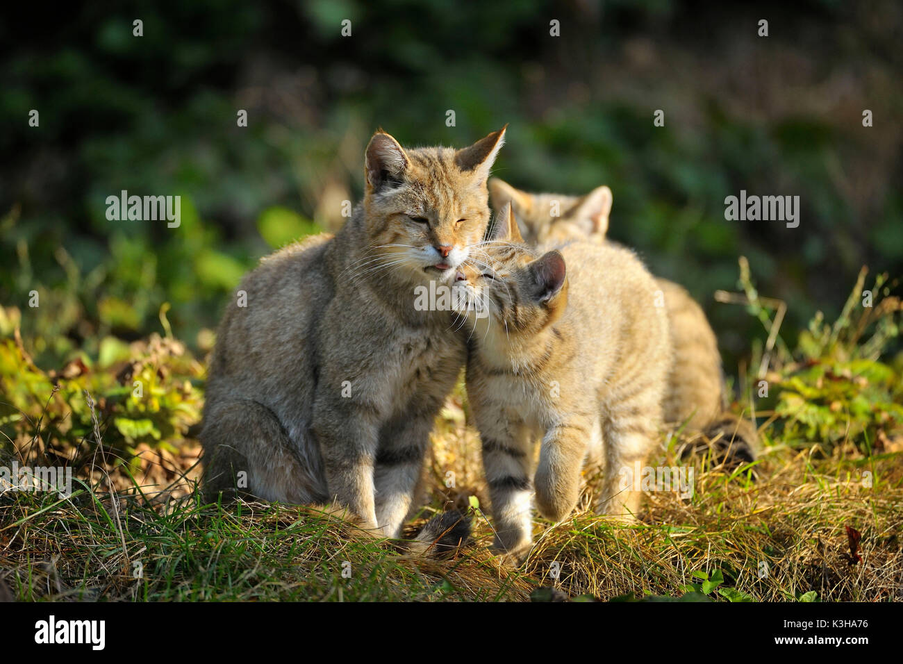 Wildcat, Felis silvestris, Mother and Cubs, Germany Stock Photo - Alamy
