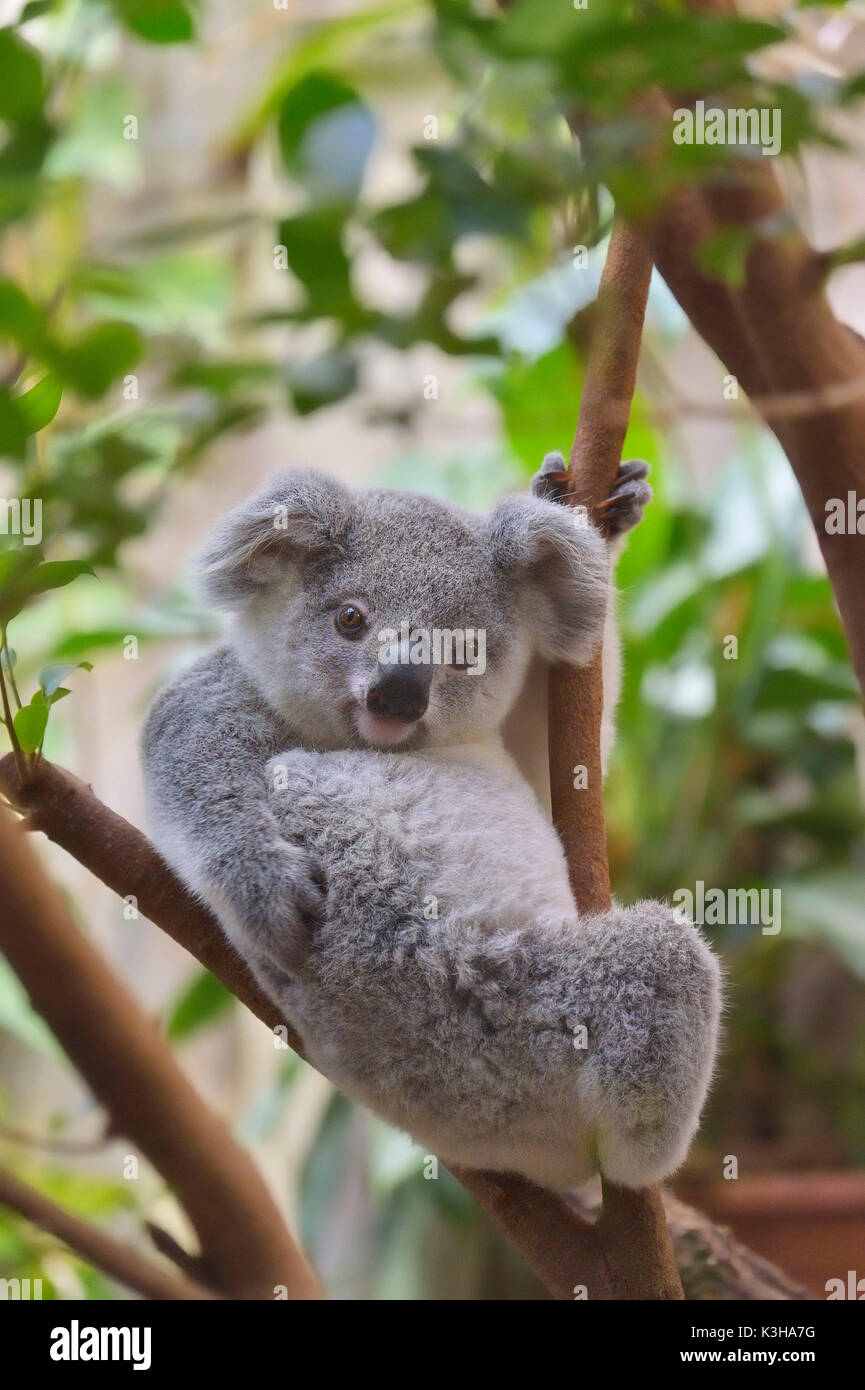 Koala baby hi-res stock photography and images - Alamy