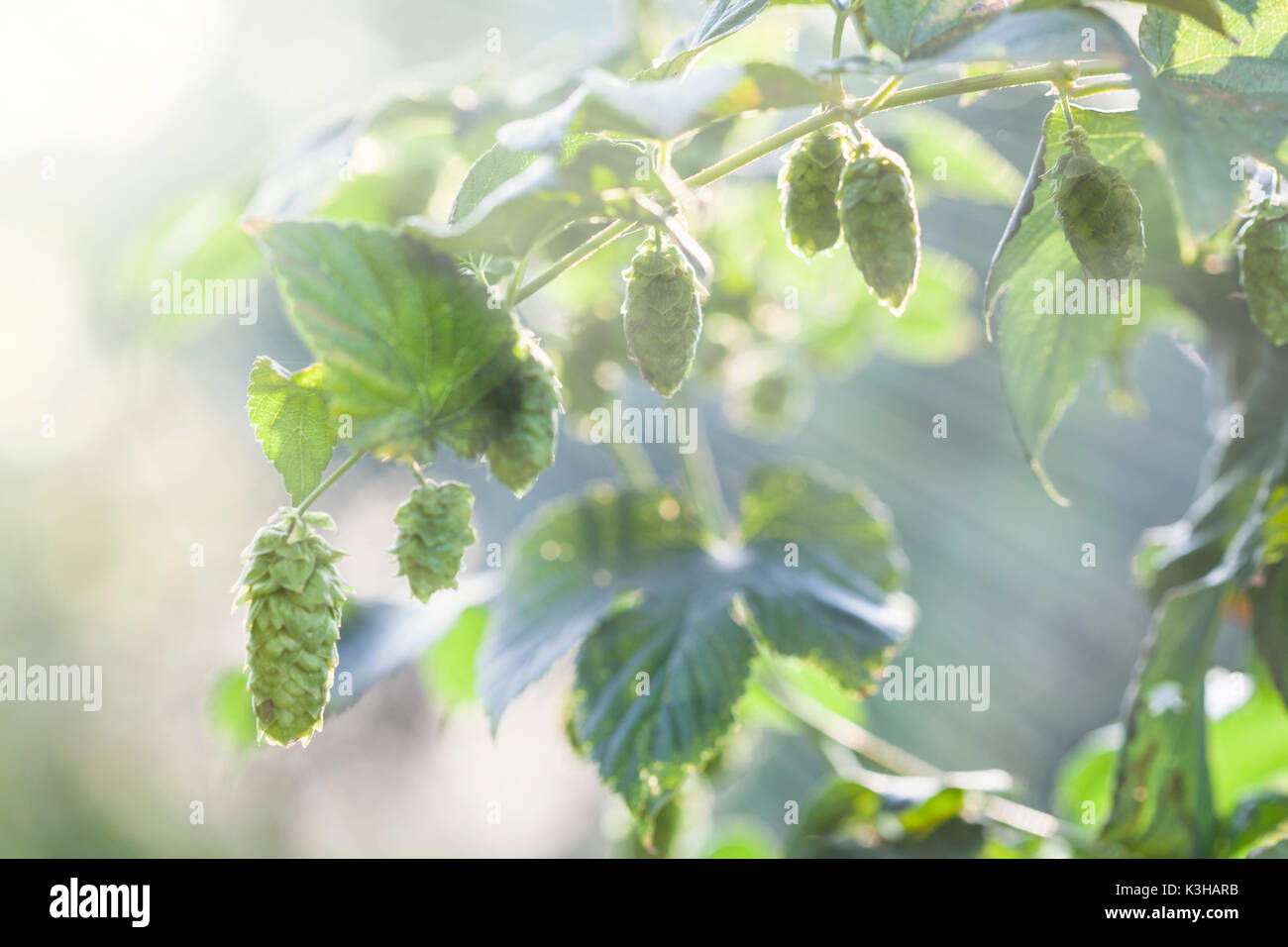 Hop plant close up growing on a Hop farm. Fresh and Ripe Hops ready for ...