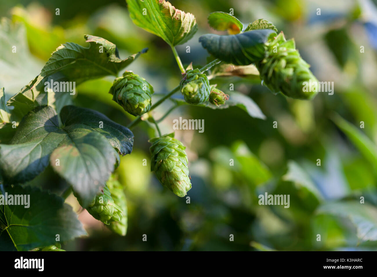 Hop plant close up growing on a Hop farm. Fresh and Ripe Hops ready for ...