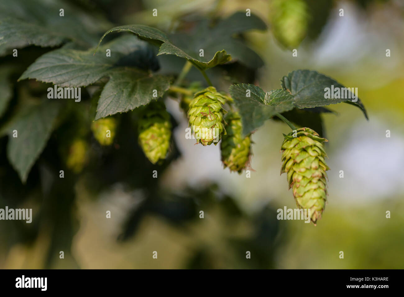 Hop plant close up growing on a Hop farm. Fresh and Ripe Hops ready for ...