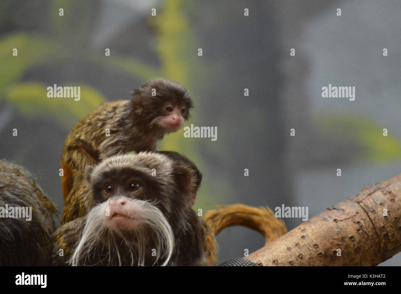 Emperor Tamarin with baby Stock Photo - Alamy