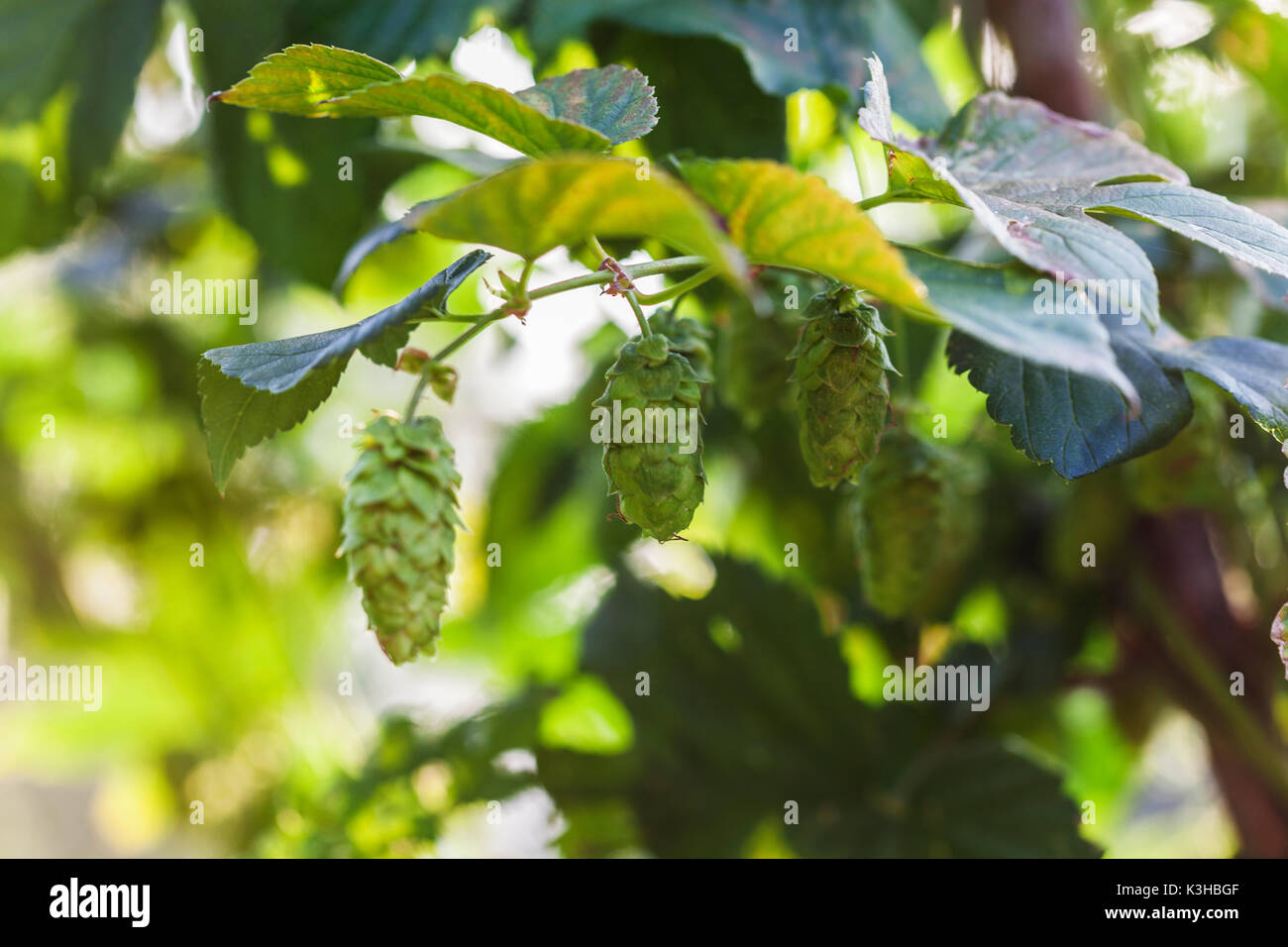 Hop plant close up growing on a Hop farm. Fresh and Ripe Hops ready for ...