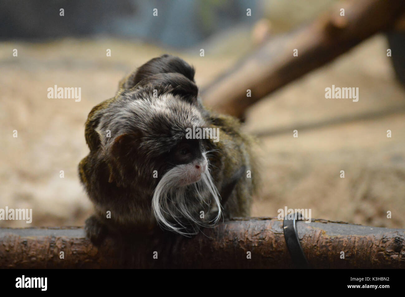 Emperor Tamarin with baby Stock Photo - Alamy