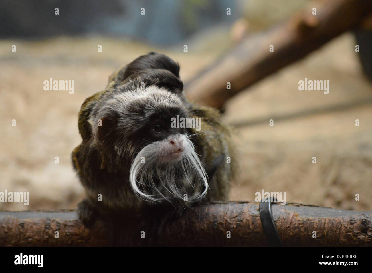 Emperor tamarin parent hi-res stock photography and images - Alamy