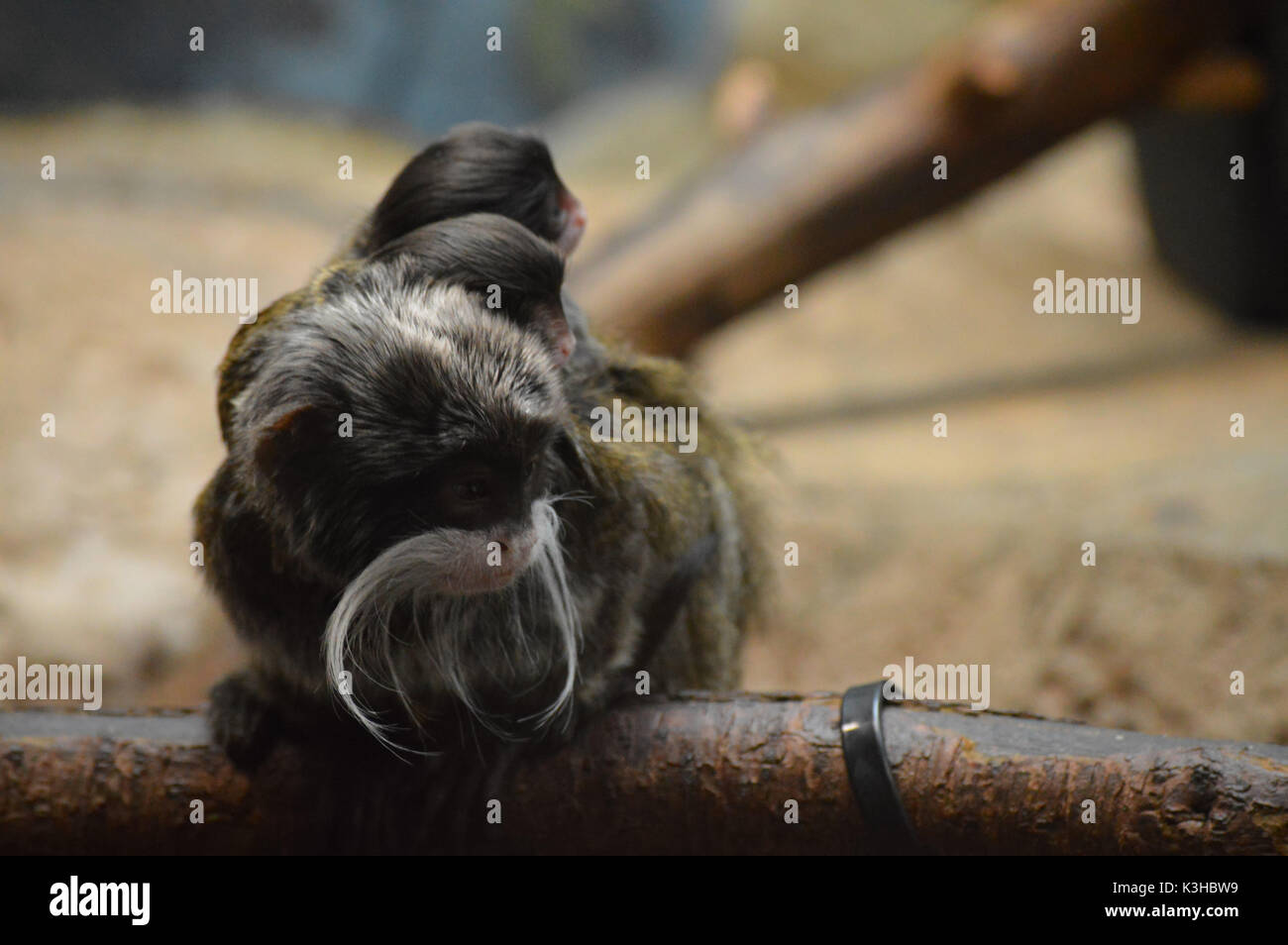 Emperor Tamarin with baby Stock Photo - Alamy
