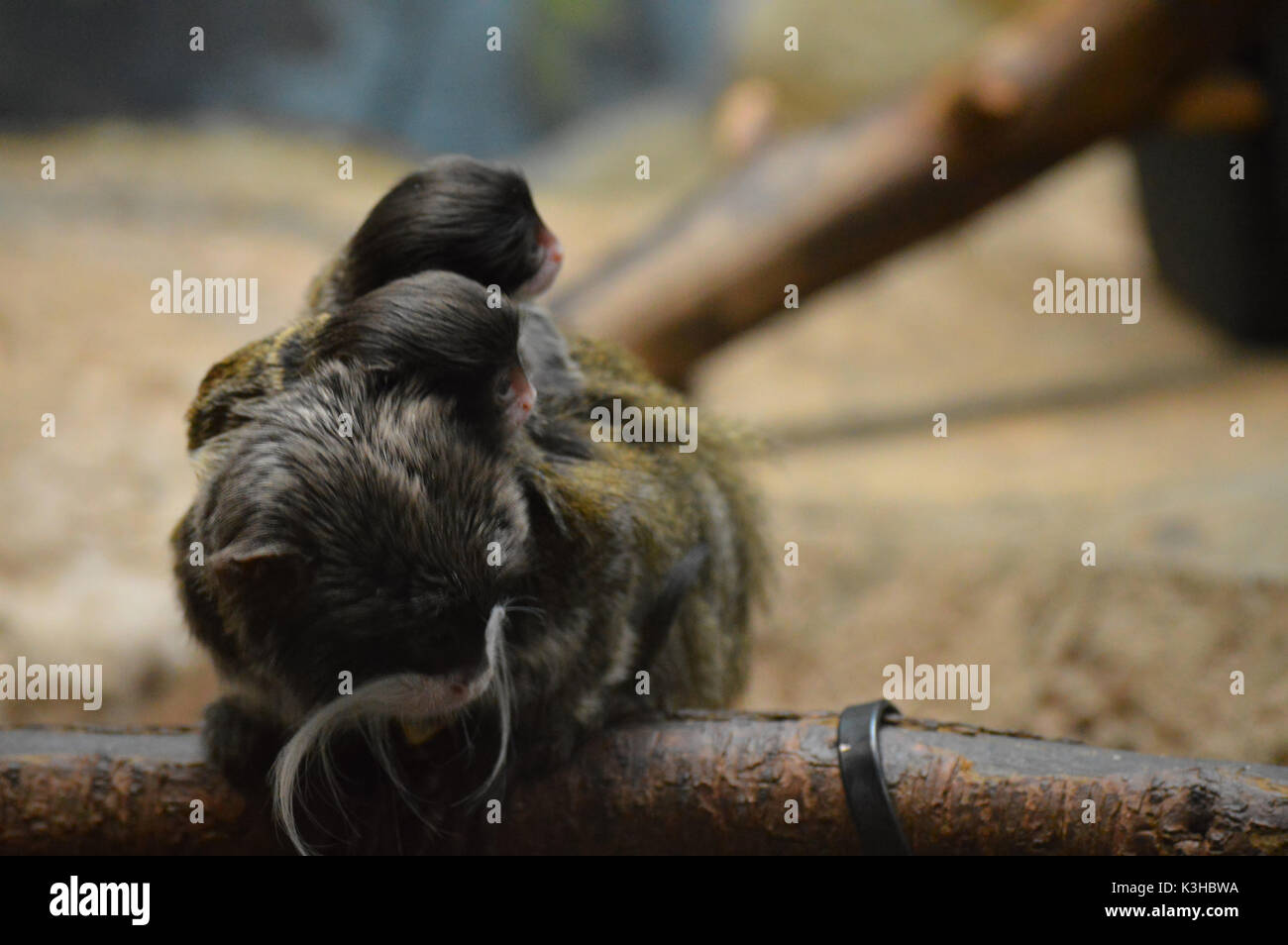 Emperor tamarin parent hi-res stock photography and images - Alamy