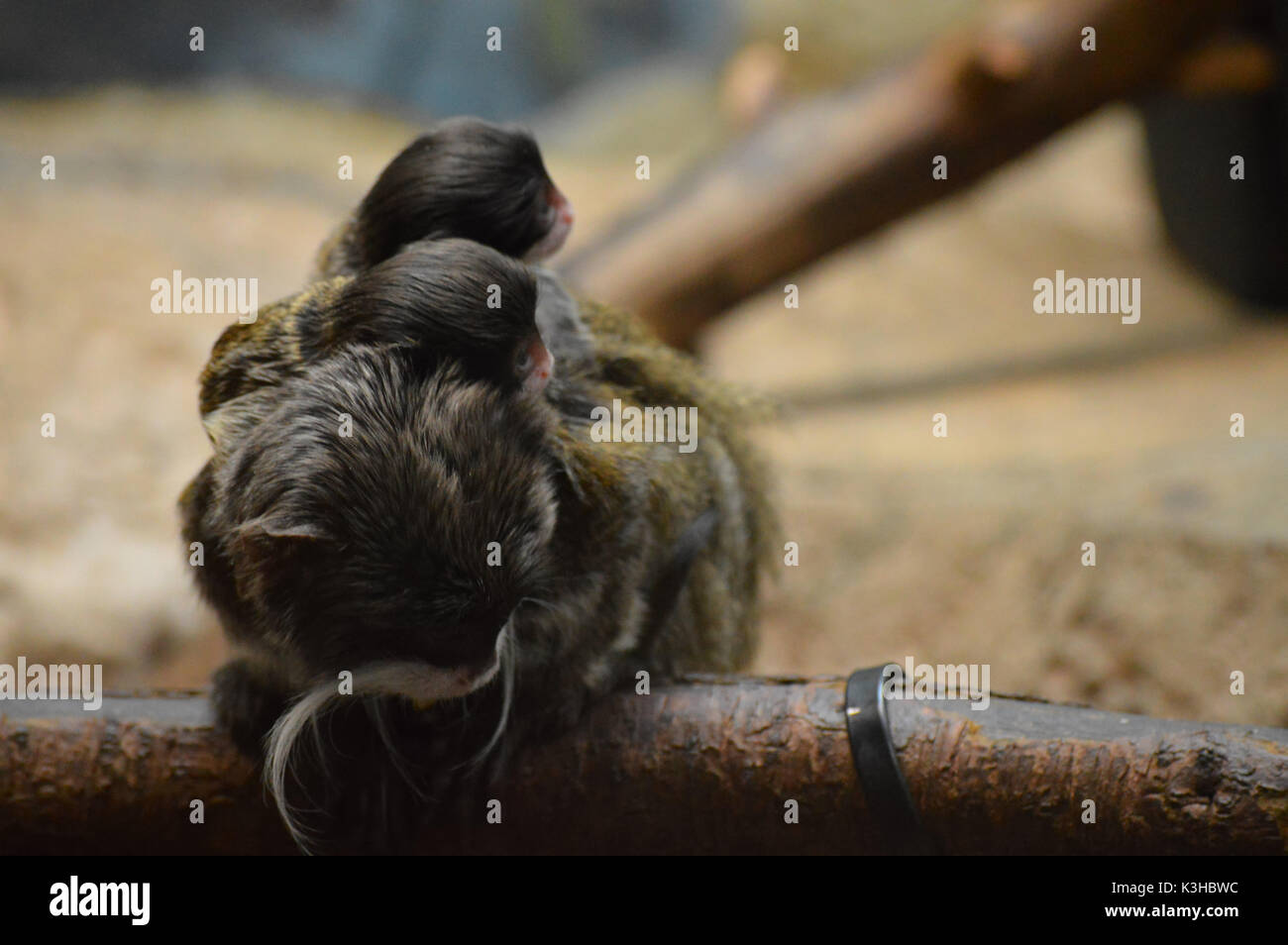 Emperor Tamarin with baby Stock Photo - Alamy