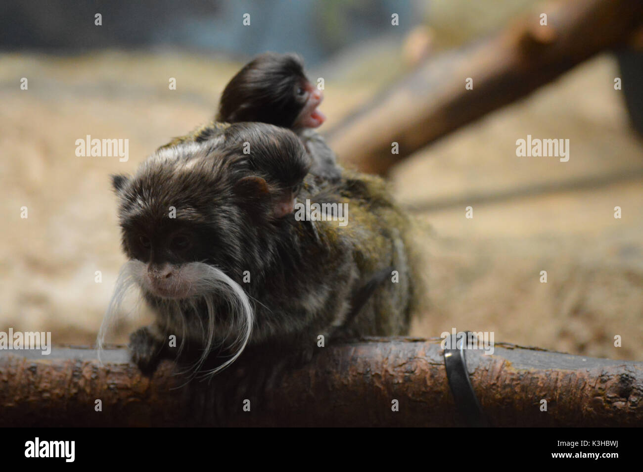 Emperor Tamarin with baby Stock Photo - Alamy