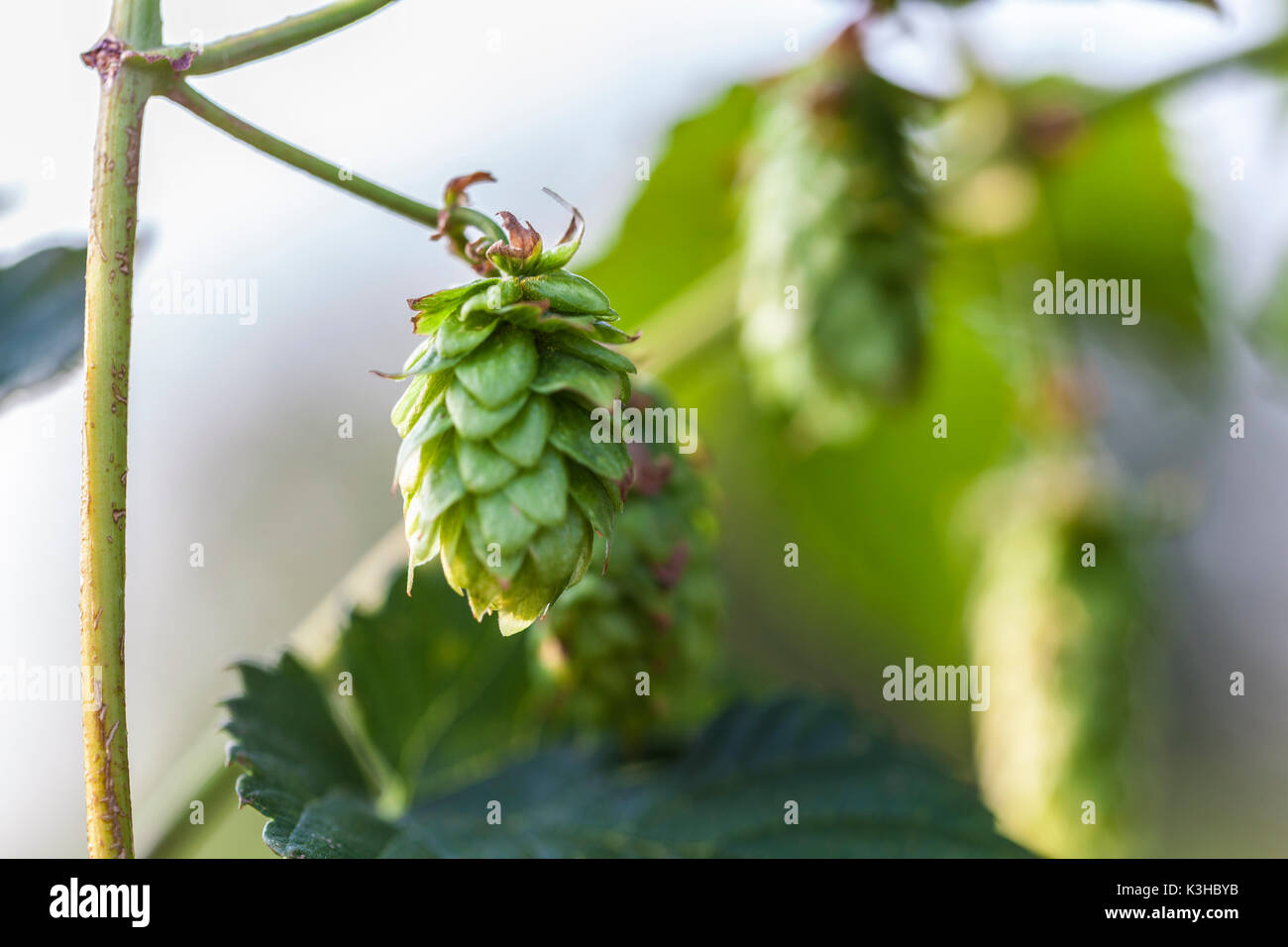 Hop plant close up growing on a Hop farm. Fresh and Ripe Hops ready for ...