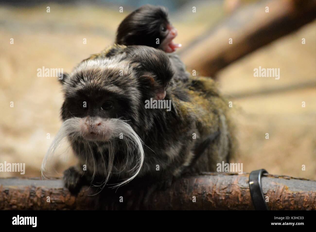 Emperor Tamarin with baby Stock Photo - Alamy