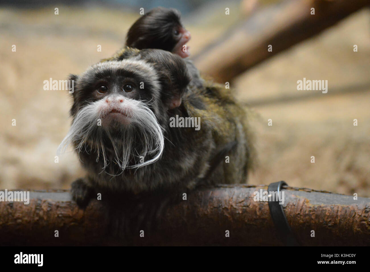 Emperor Tamarin with baby Stock Photo - Alamy