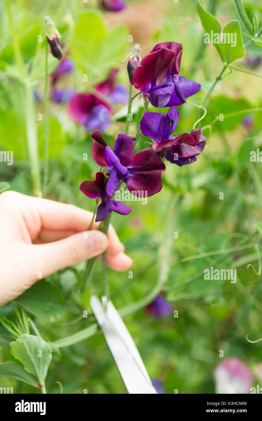 picking sweet peas sweet pea posy garden Stock Photo - Alamy