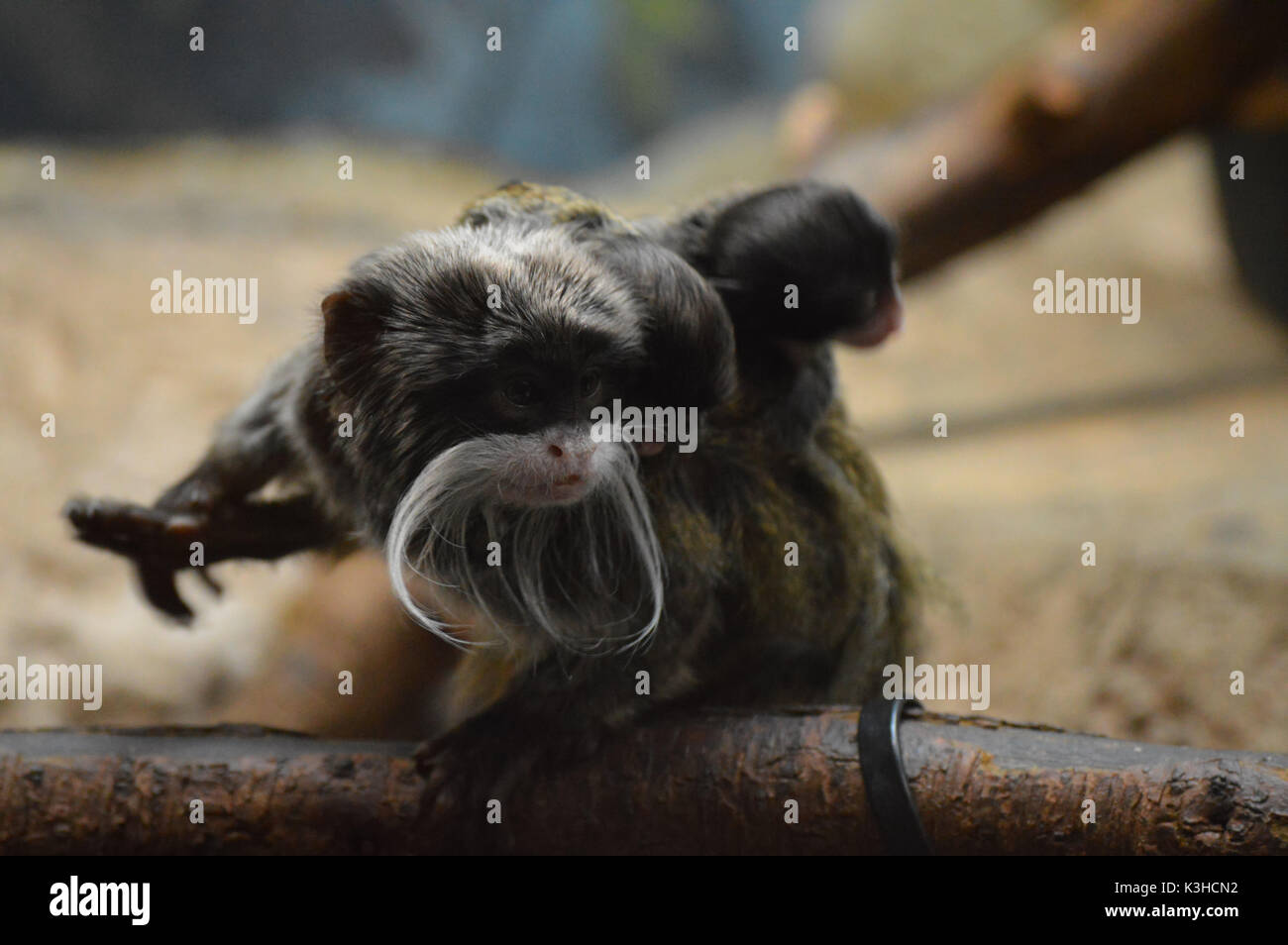 Emperor Tamarin with baby Stock Photo - Alamy