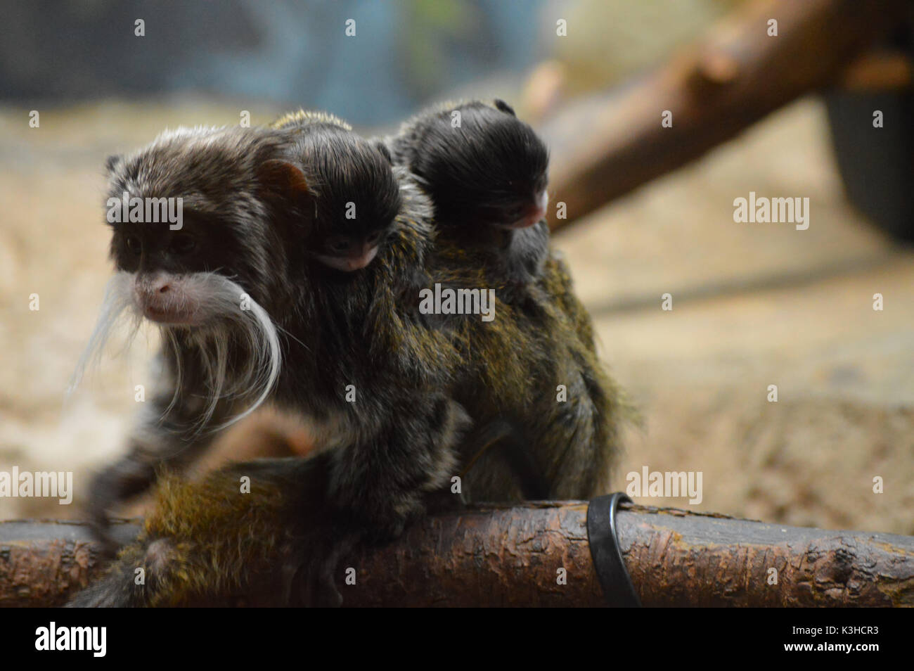Emperor Tamarin with baby Stock Photo - Alamy