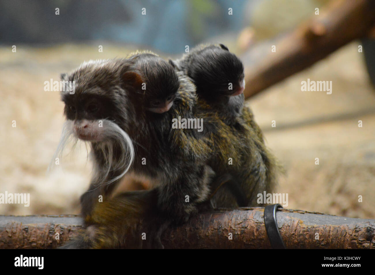 Emperor Tamarin with baby Stock Photo - Alamy